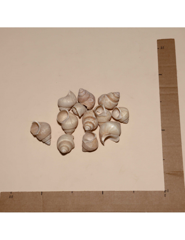 Véritables coquilles de Neothauma tanganyicense - Marc Del